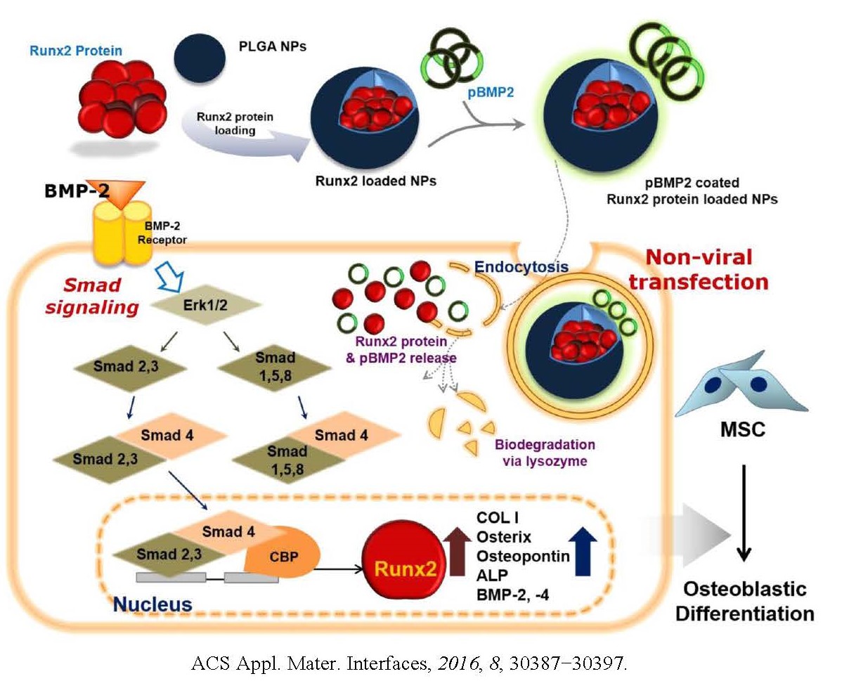 负载Runx2蛋白与BMP2表达基因的PLGA微球诱导人间充质干细胞成骨分化 – 再生医学材料课题组（章培标）