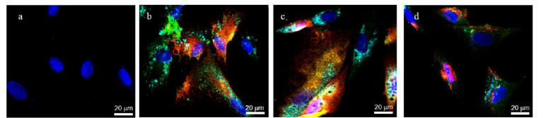 负载Runx2与BMP2的PLGA微球诱导人间充质干细胞成骨分化 – 再生医学材料课题组（章培标）